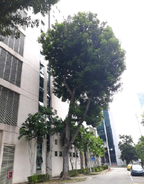 5 Things to Consider When Buying a Tree – treestore.io