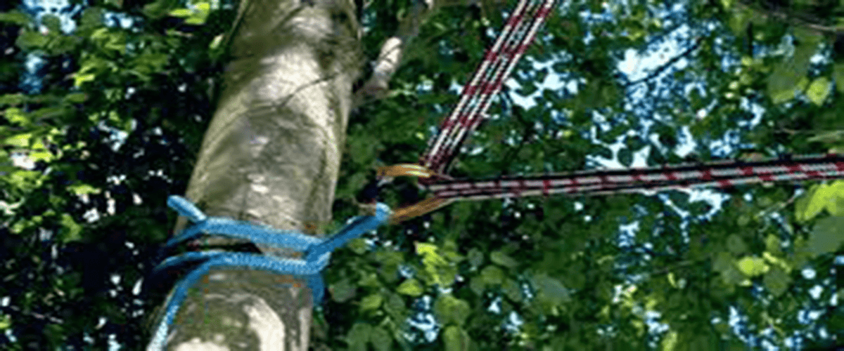 Rigging Carabiners – treestore.io